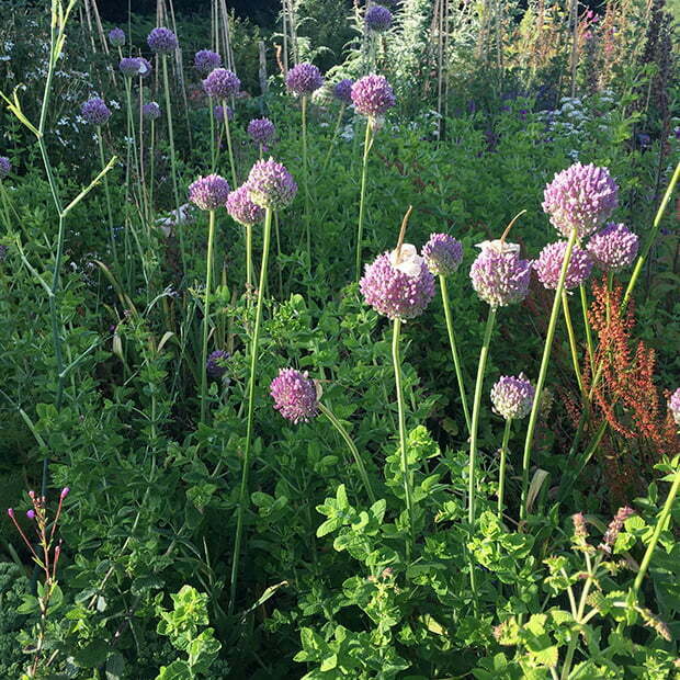 Incredible Vegetables - We grow perennial vegetables