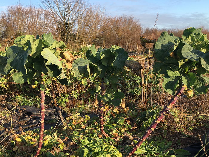 What's Growing - Incredible Vegetables