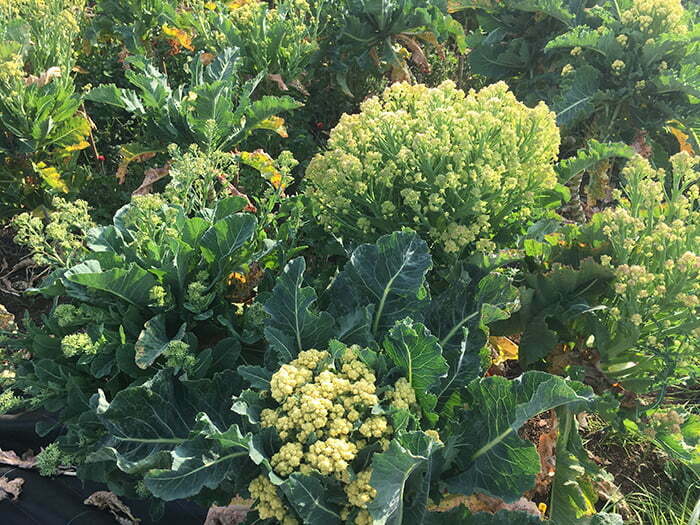 What's Growing - Incredible Vegetables