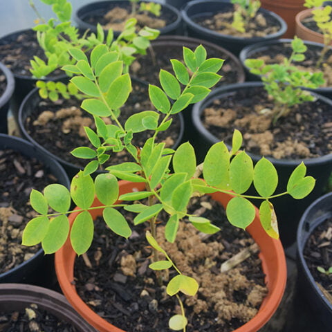 What's Growing - Incredible Vegetables