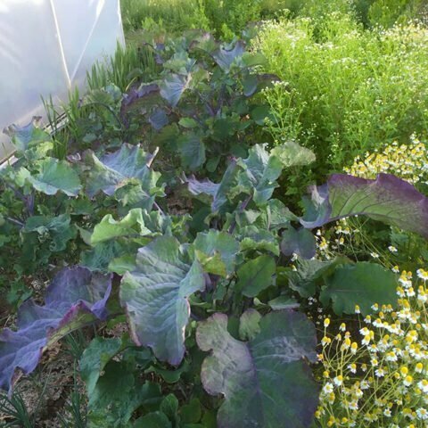 What's Growing - Incredible Vegetables