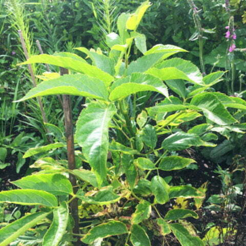 What's Growing - Incredible Vegetables