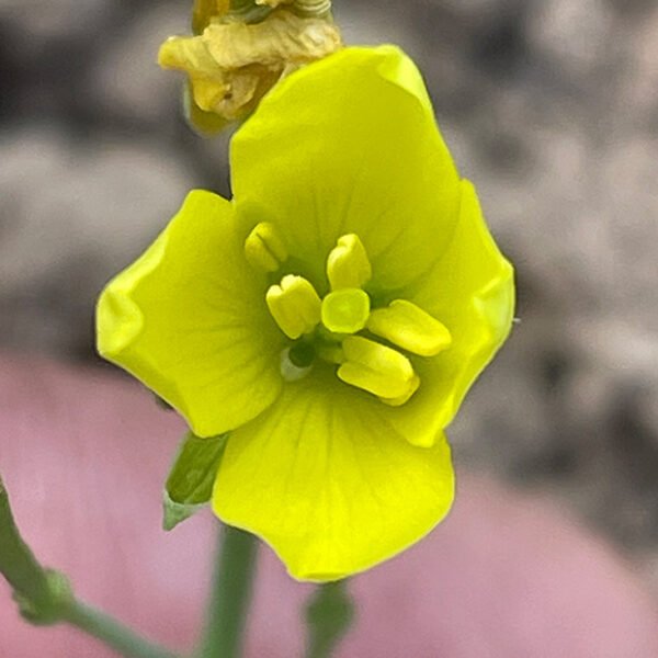 Perennial wall rocket - Diplotaxis tenuifolia pack of 200 seeds • Incredible Vegetables